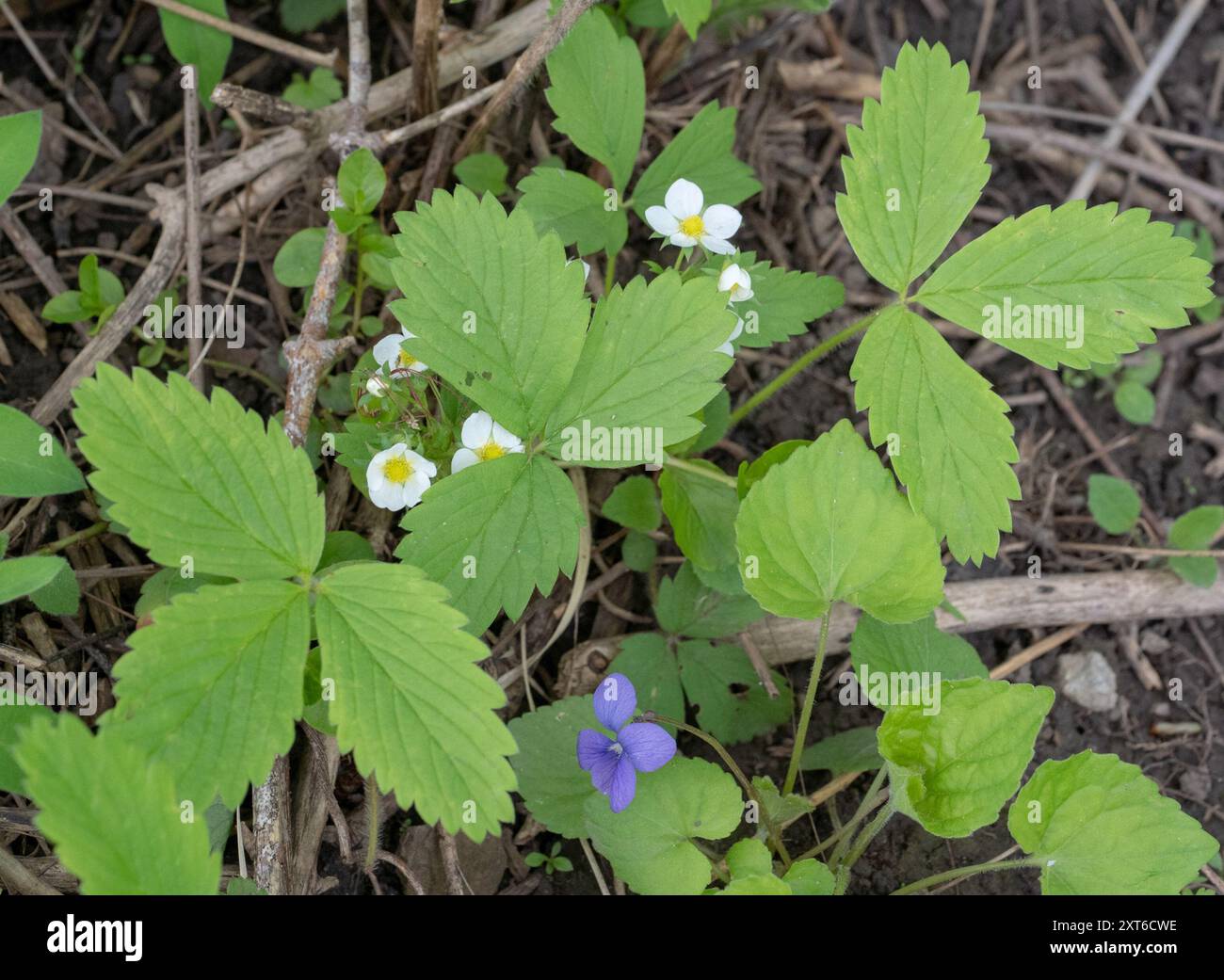 Virginia strawberry (Fragaria virginiana) Plantae Stock Photo - Alamy