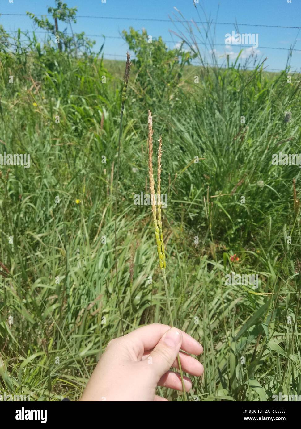 eastern gamagrass (Tripsacum dactyloides) Plantae Stock Photo - Alamy