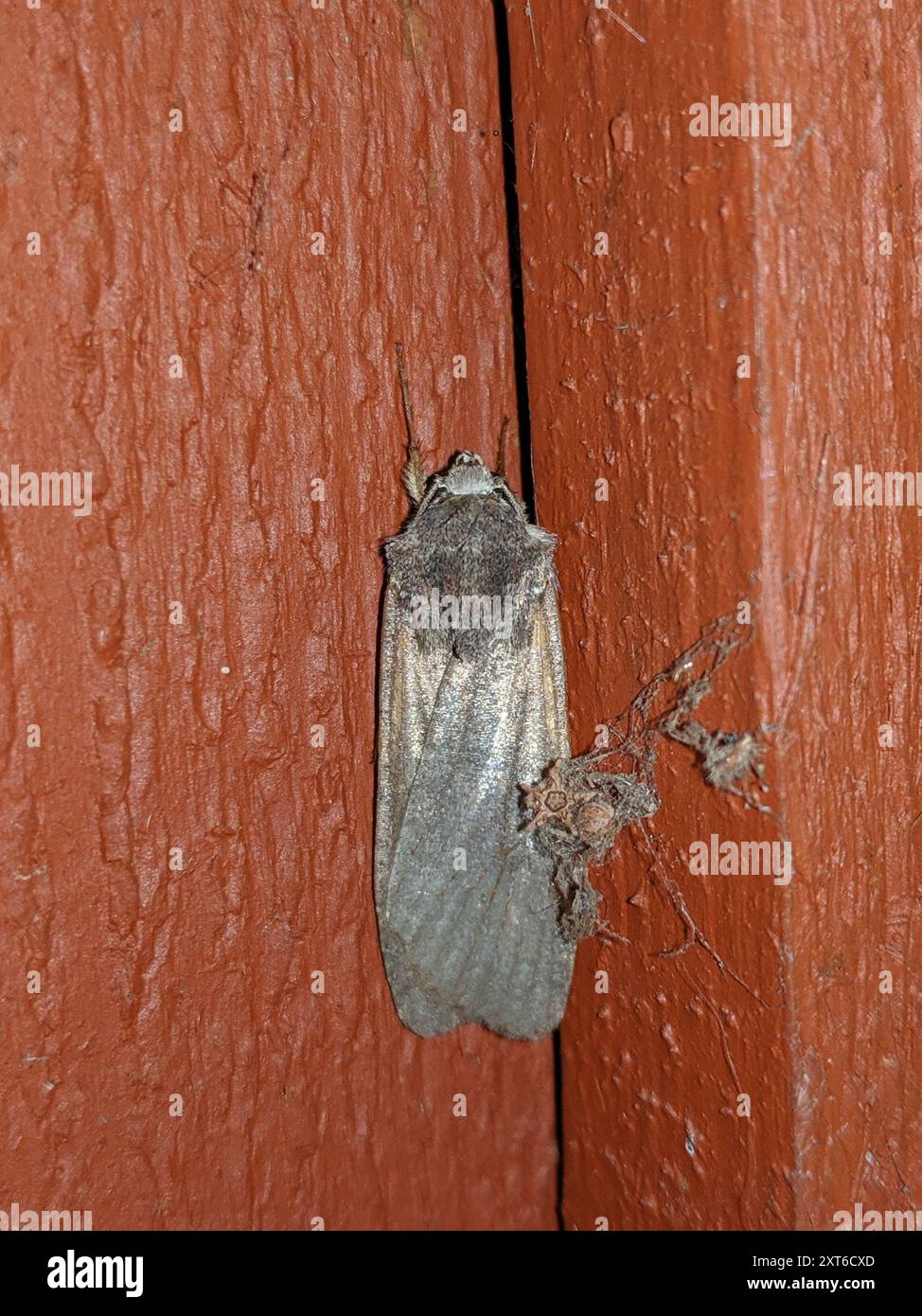 Cutworms and Dart Moths (Noctuinae) Insecta Stock Photo - Alamy
