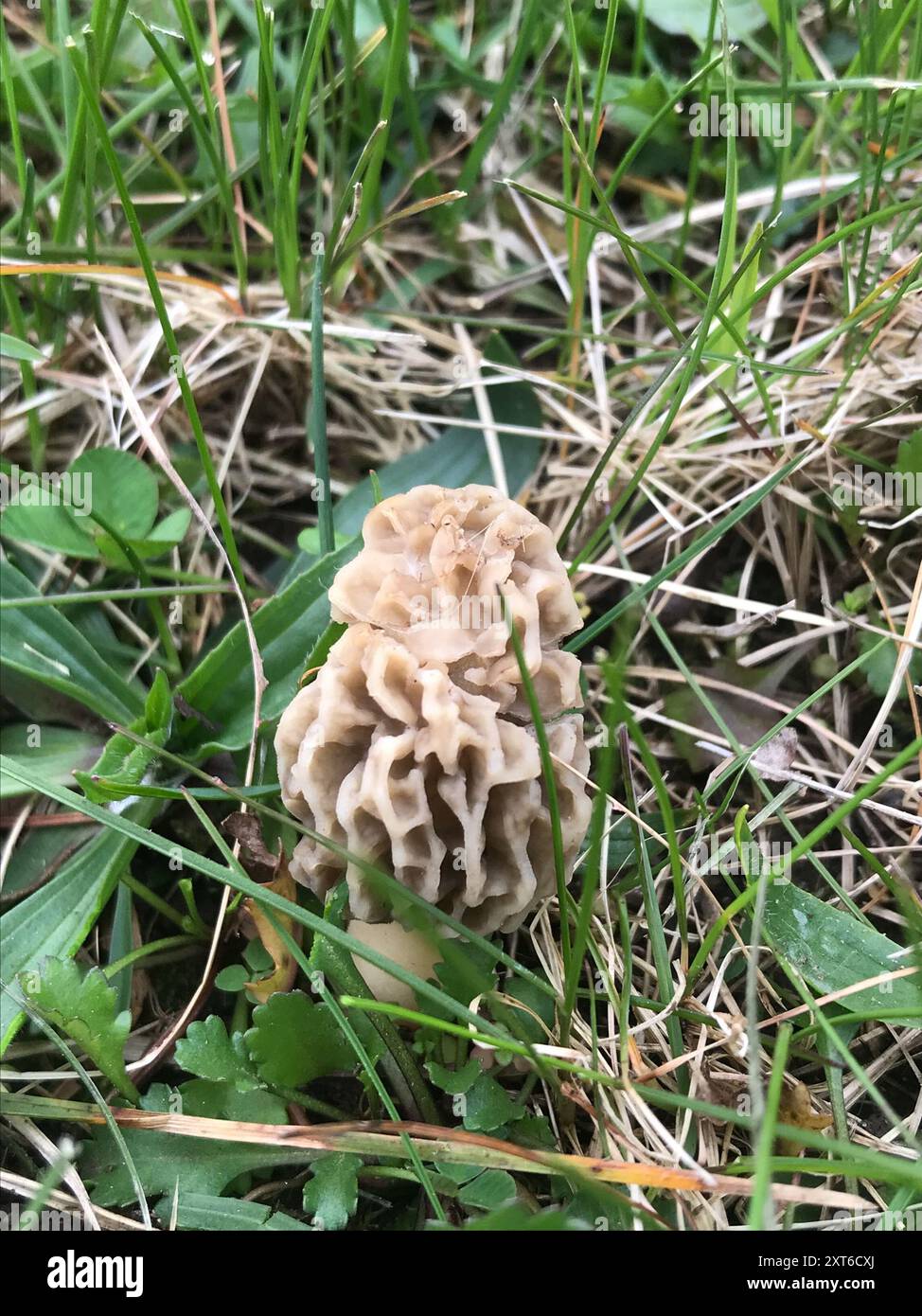 true morels (Morchella) Fungi Stock Photo - Alamy