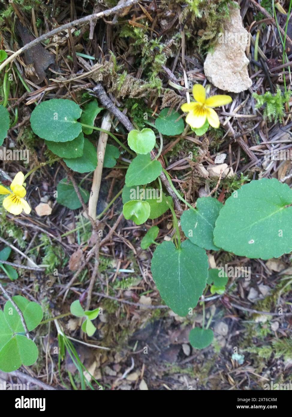 Redwood Violet (Viola sempervirens) Plantae Stock Photo - Alamy