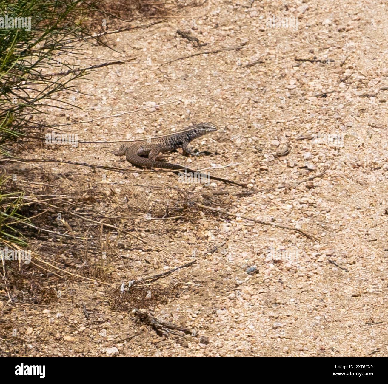 Western Whiptail (Aspidoscelis tigris) Reptilia Stock Photo - Alamy