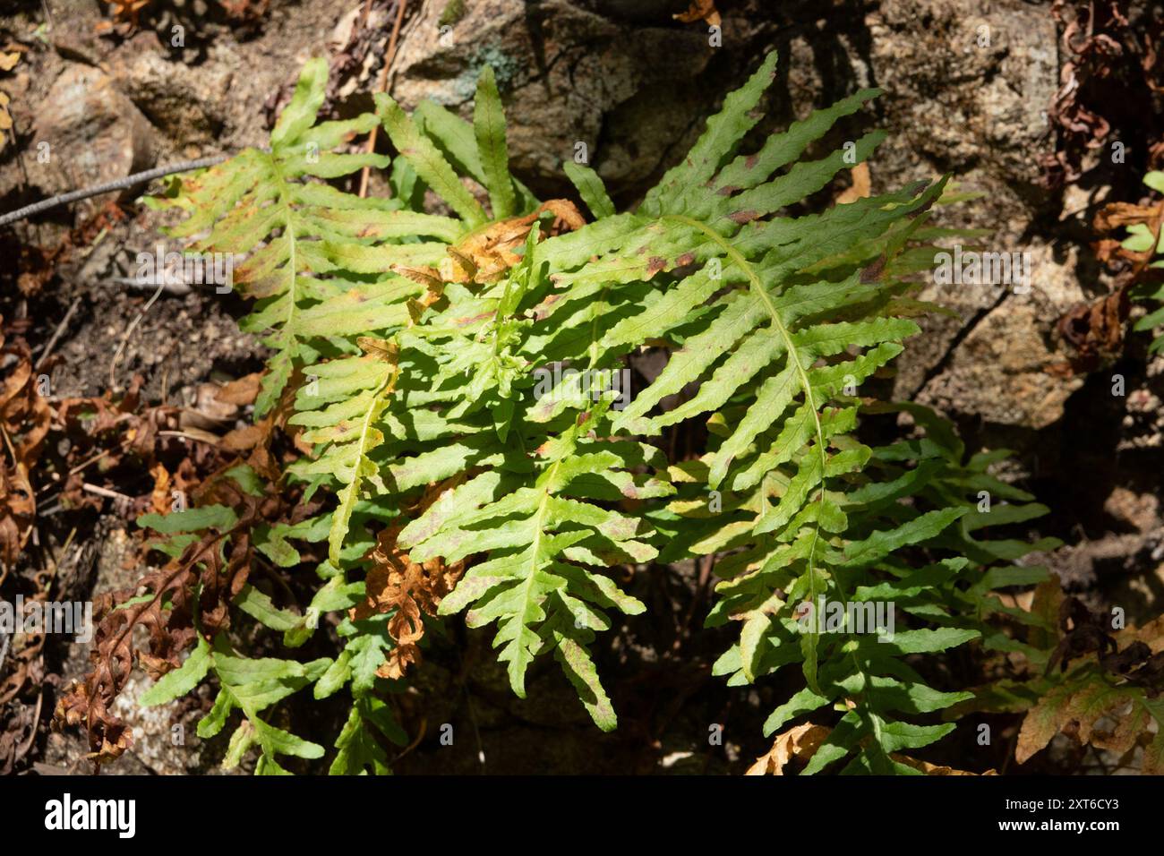 California Polypody (Polypodium californicum) Plantae Stock Photo - Alamy