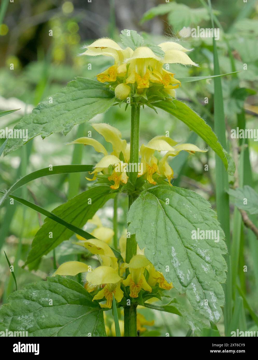 Variegated Yellow Archangel (Lamium galeobdolon argentatum) Plantae ...