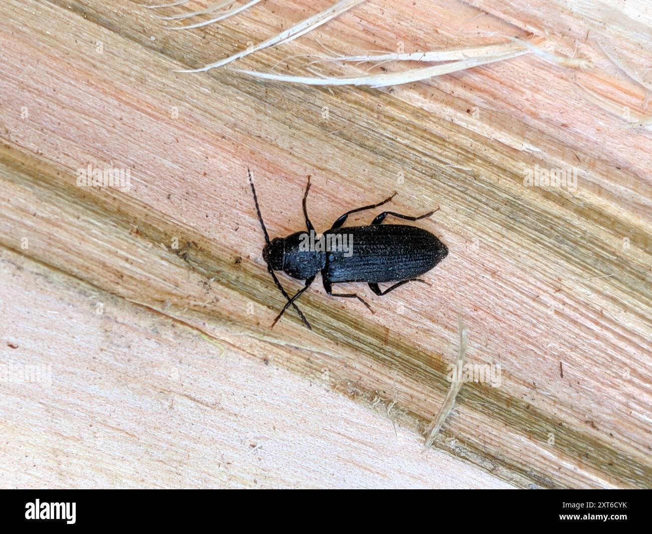 Cucujiform Beetles (Cucujiformia) Insecta Stock Photo - Alamy