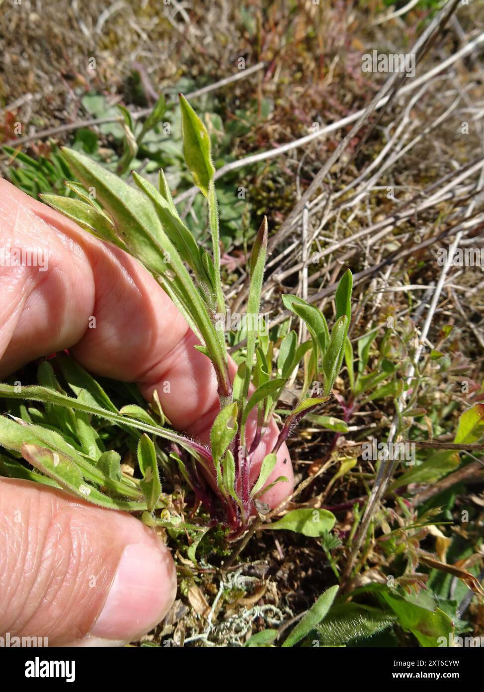 Nottingham Catchfly (Silene nutans) Plantae Stock Photo - Alamy