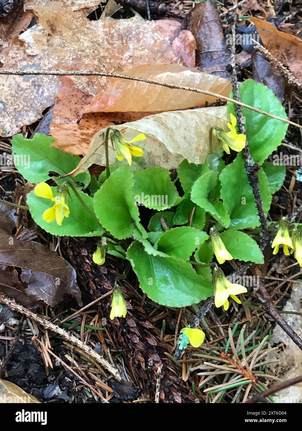 Round-leaved Violet (Viola rotundifolia) Plantae Stock Photo - Alamy