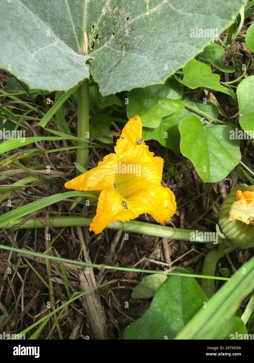 Buffalo Gourd (Cucurbita foetidissima) Plantae Stock Photo - Alamy