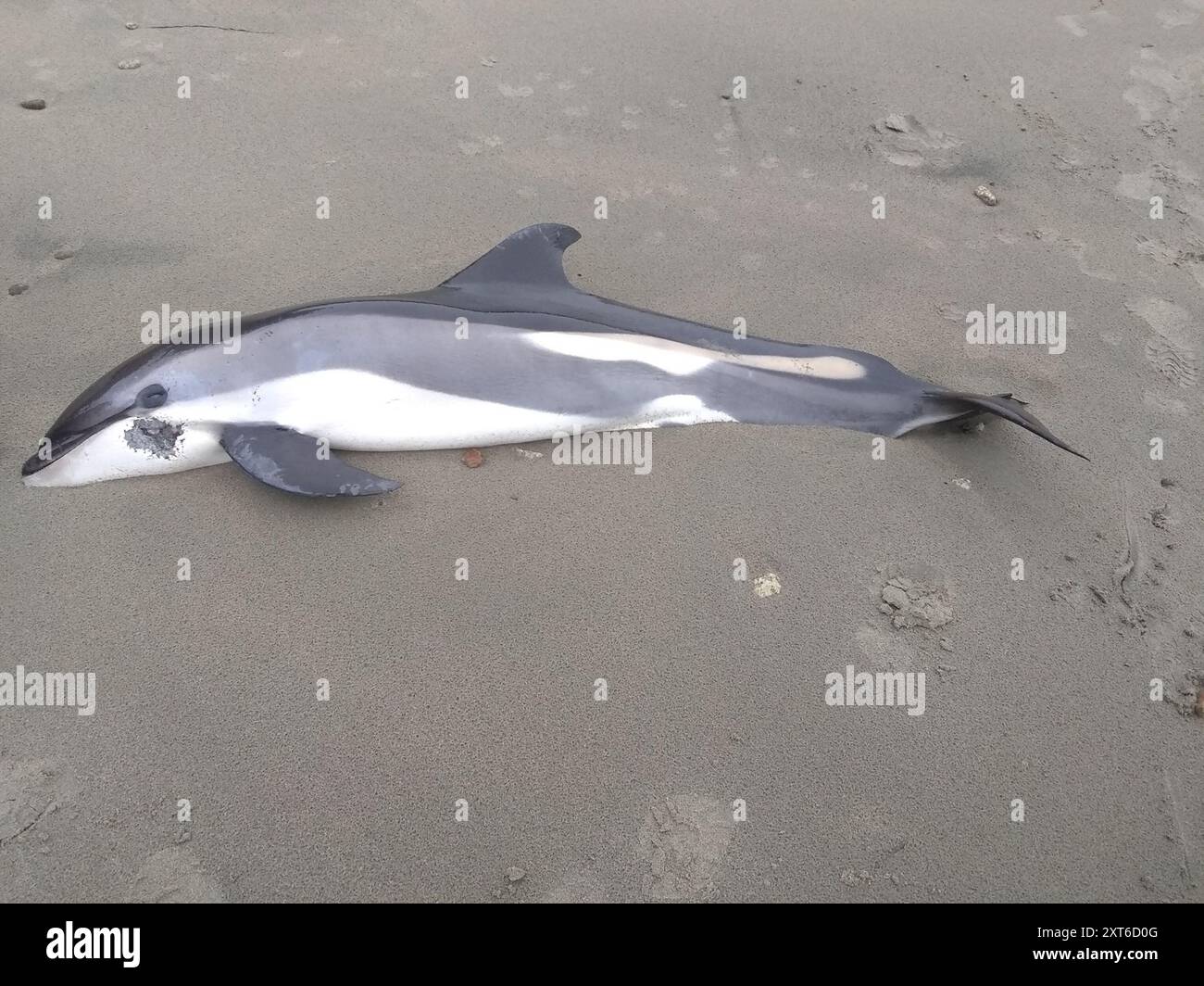 Atlantic White Sided Dolphin