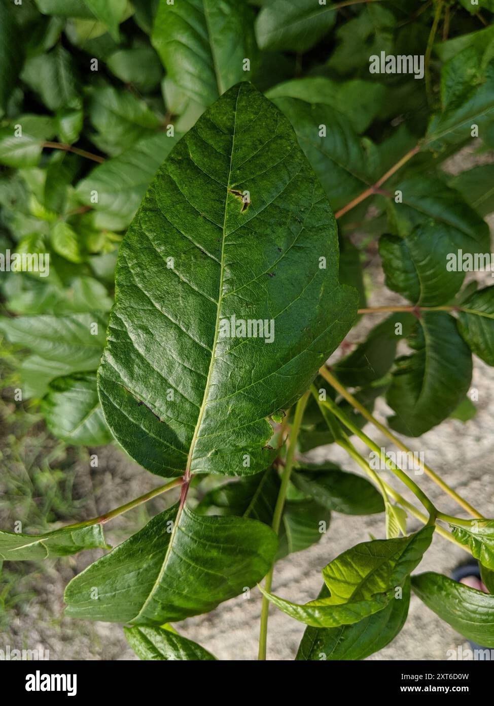 eastern poison ivy (Toxicodendron radicans) Plantae Stock Photo - Alamy