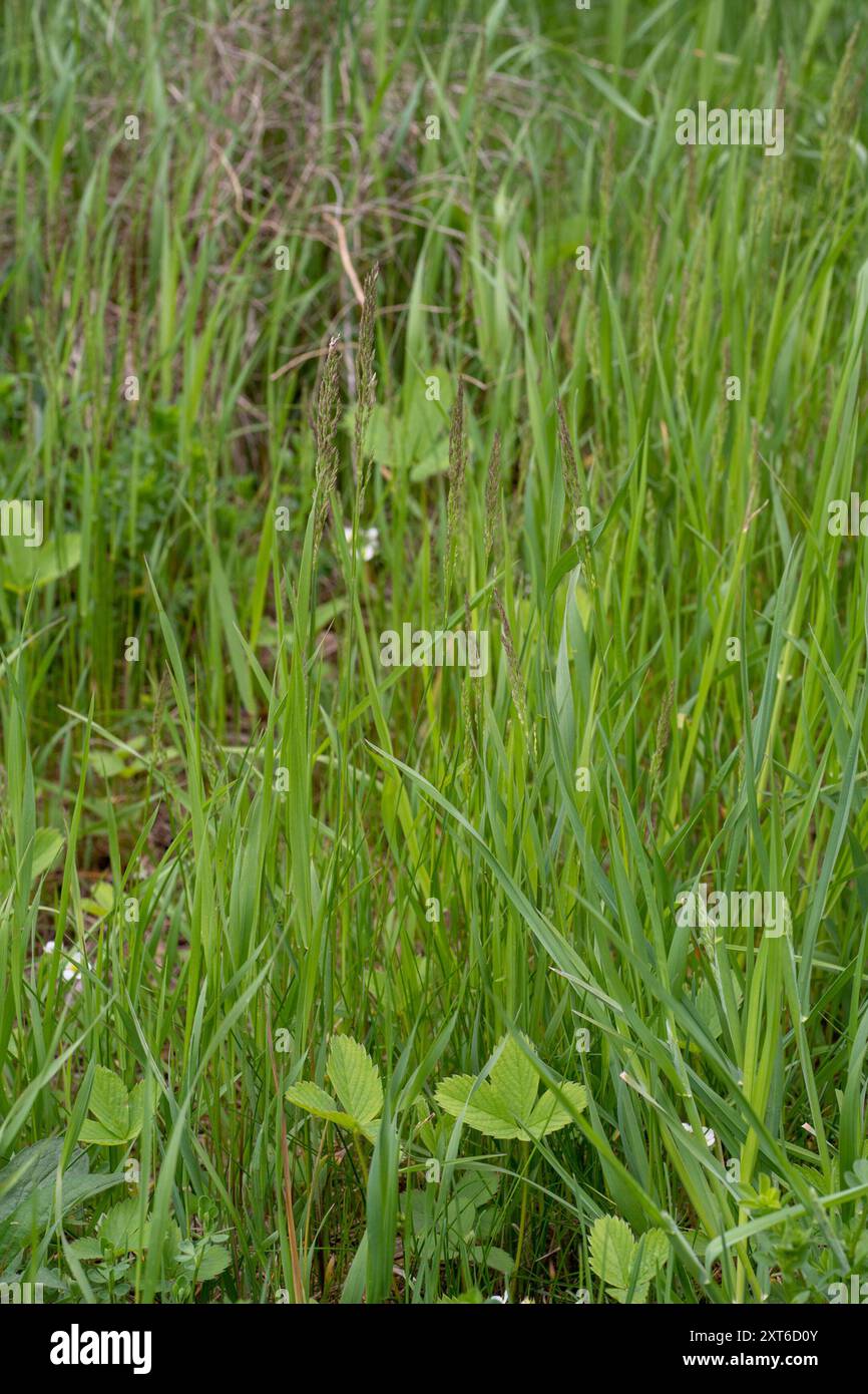 Smooth Meadow-grass (Poa pratensis) Plantae Stock Photo - Alamy