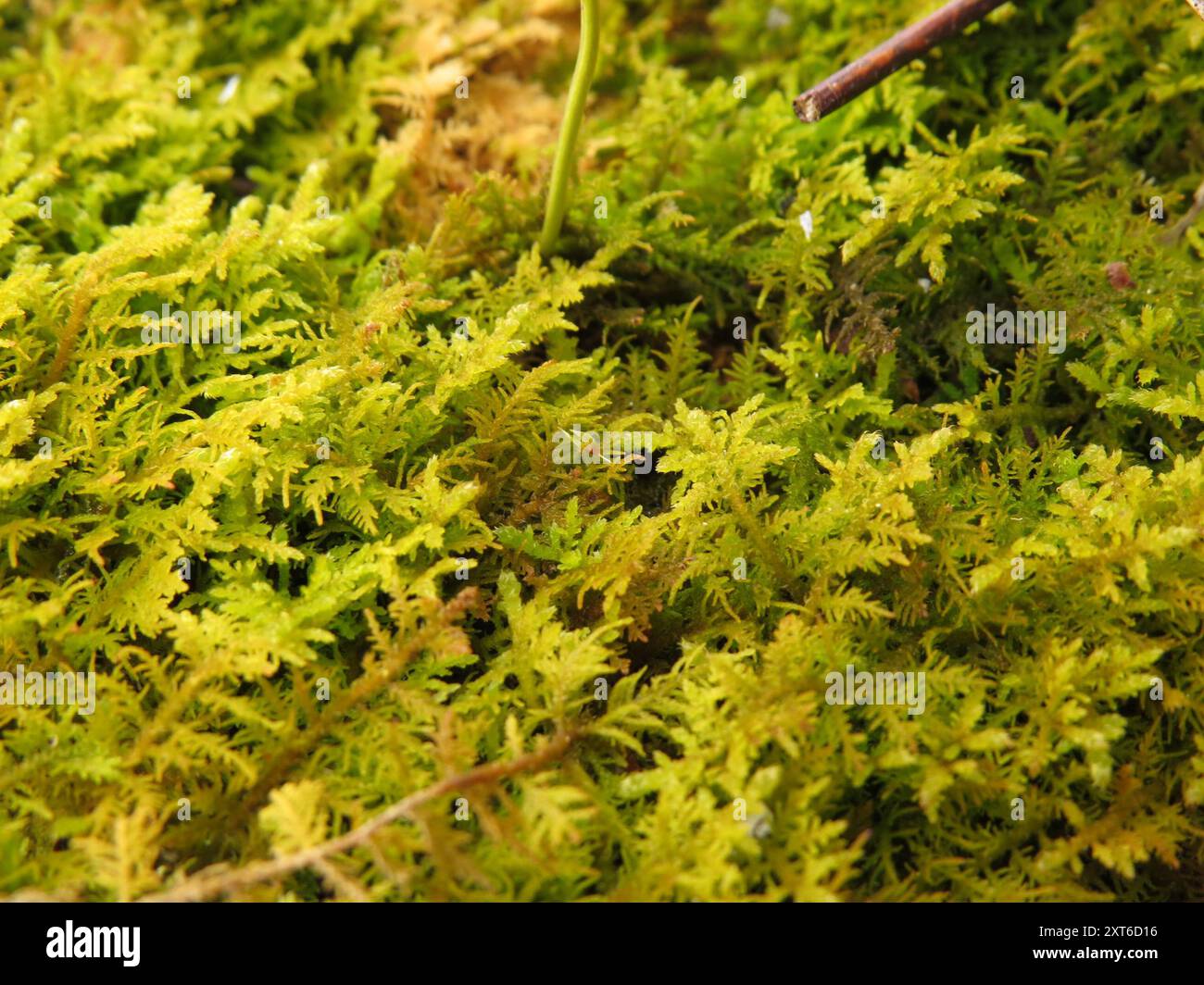 fern mosses (Thuidium) Plantae Stock Photo - Alamy