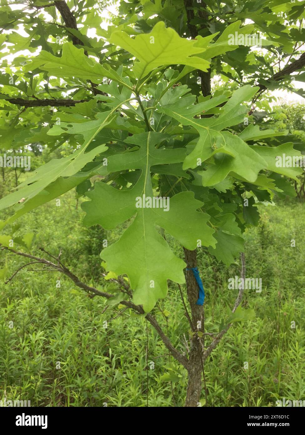 bur oak (Quercus macrocarpa) Plantae Stock Photo - Alamy