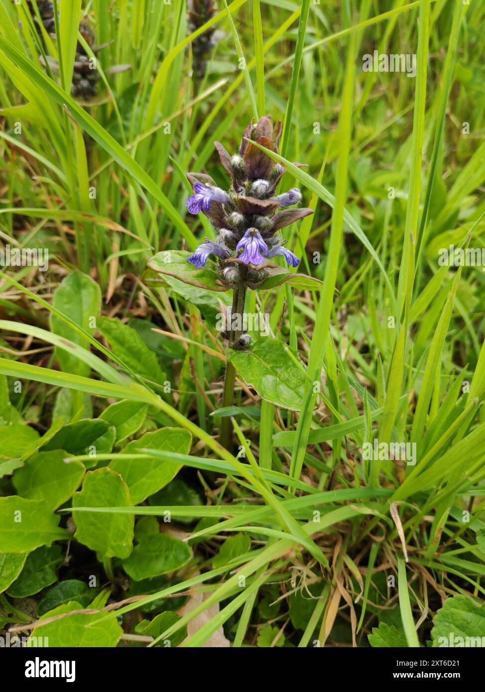 carpet bugle (Ajuga reptans) Plantae Stock Photo - Alamy