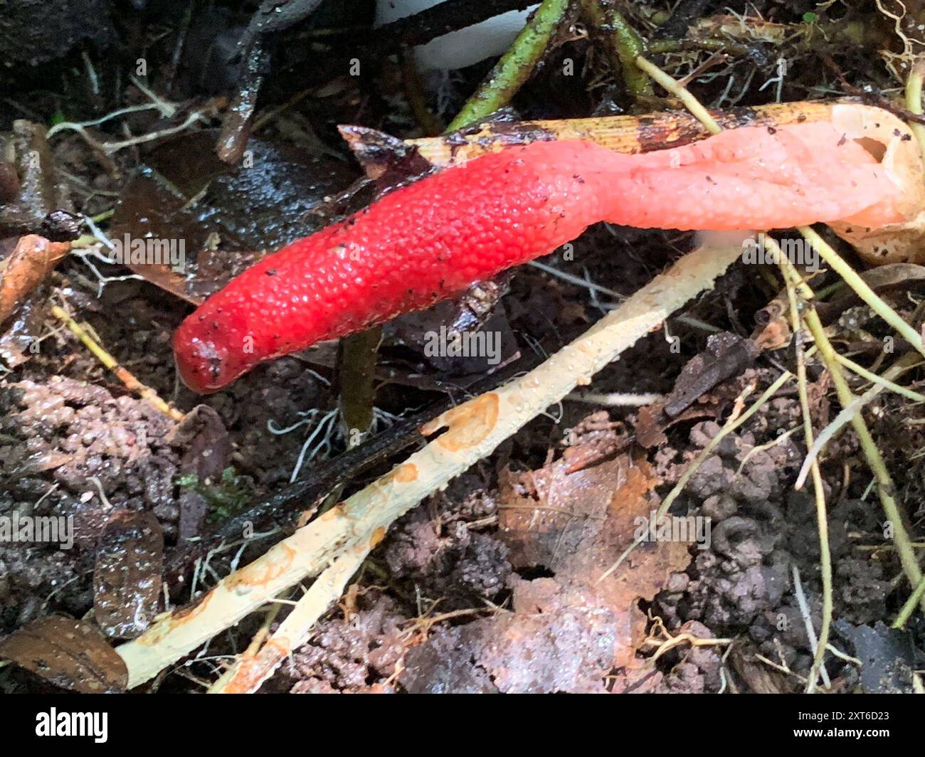 Mutinus elegans hi-res stock photography and images - Alamy