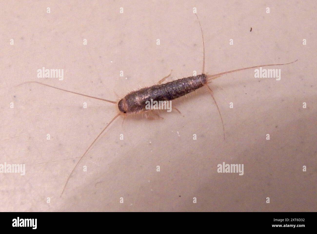 Long-tailed Silverfish (Ctenolepisma longicaudatum) Insecta Stock Photo ...