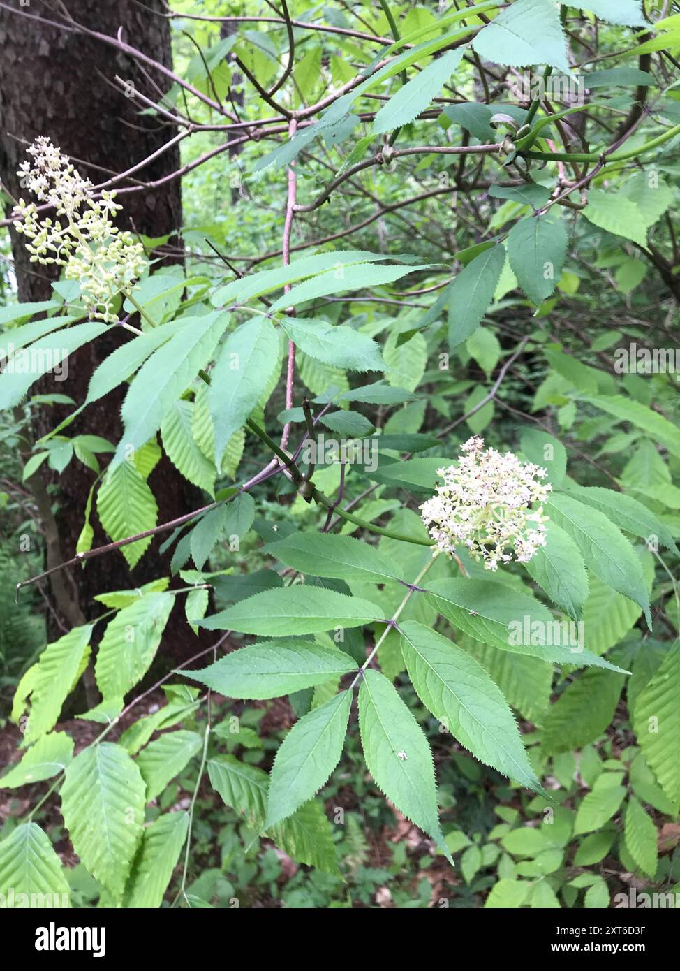 red-berried elder (Sambucus racemosa) Plantae Stock Photo - Alamy