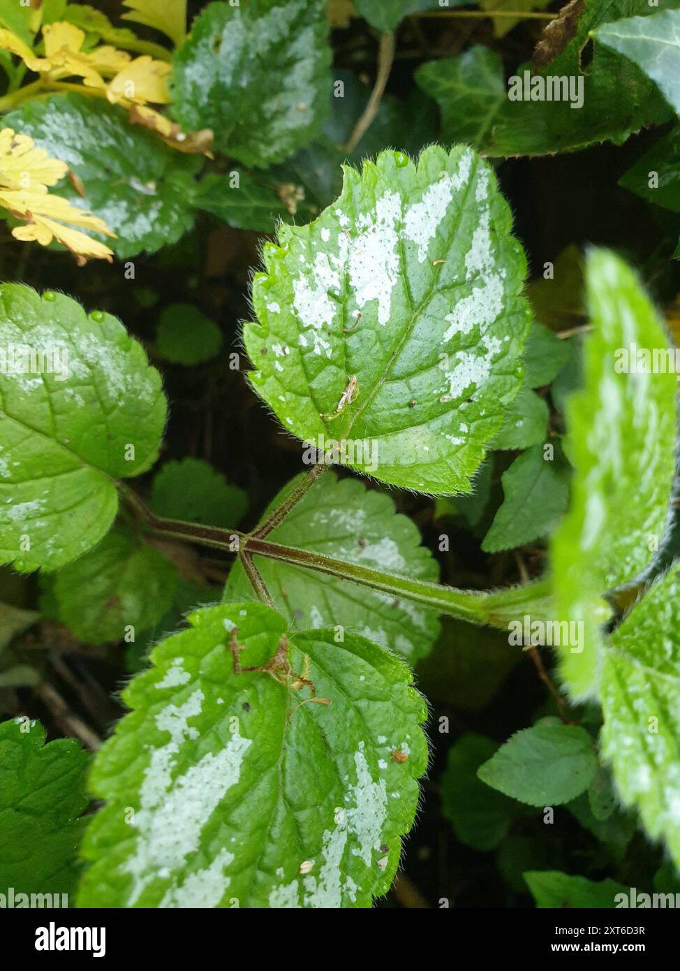 Variegated Yellow Archangel (Lamium galeobdolon argentatum) Plantae ...