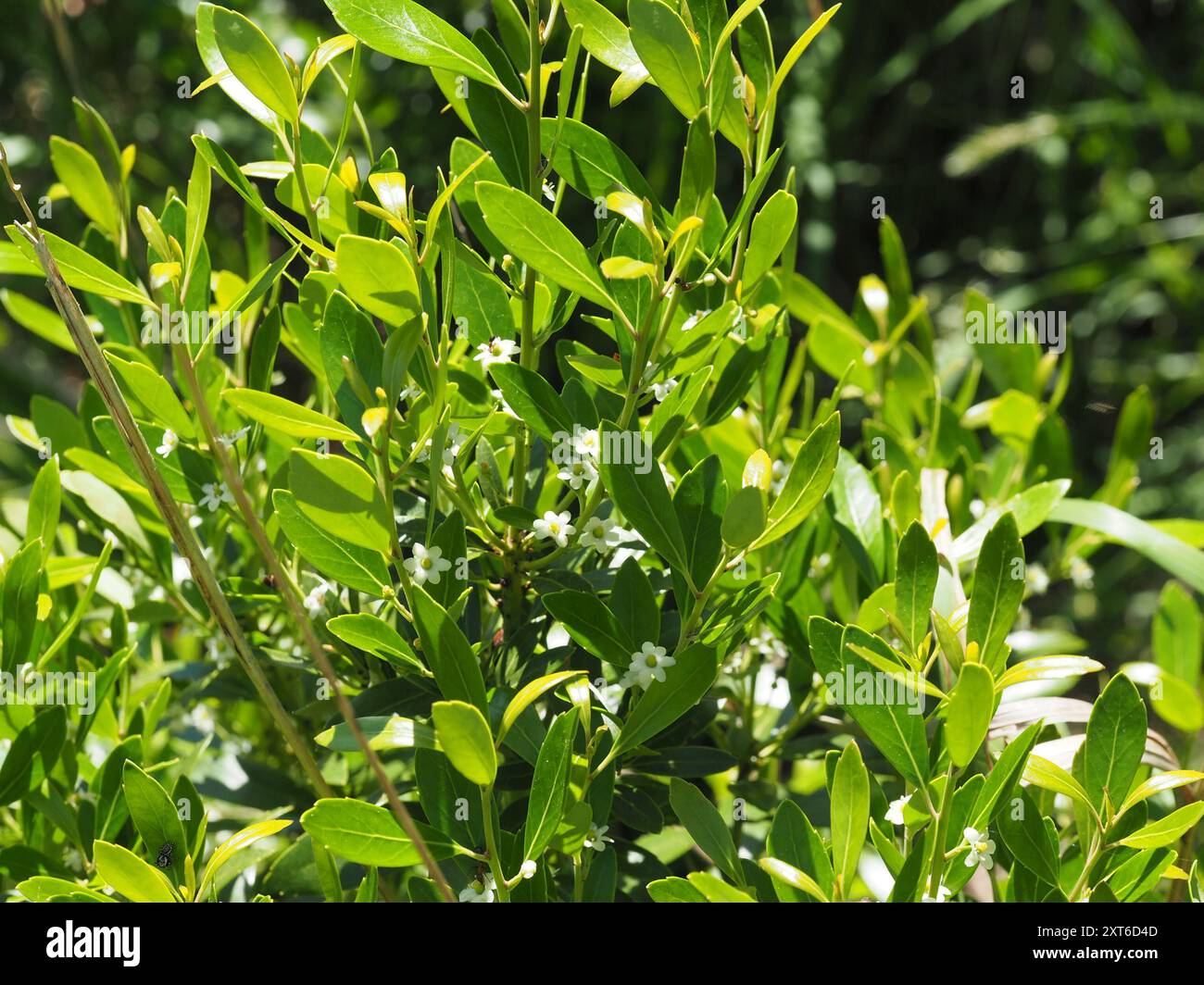 gallberry (Ilex glabra) Plantae Stock Photo - Alamy