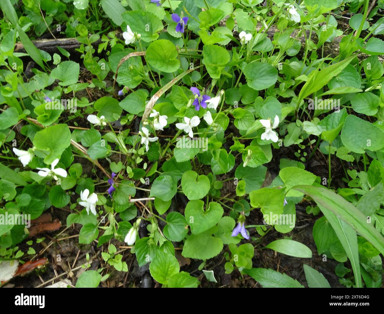 cream violet (Viola striata) Plantae Stock Photo - Alamy