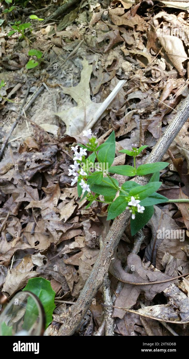 summer bluet (Houstonia purpurea) Plantae Stock Photo - Alamy