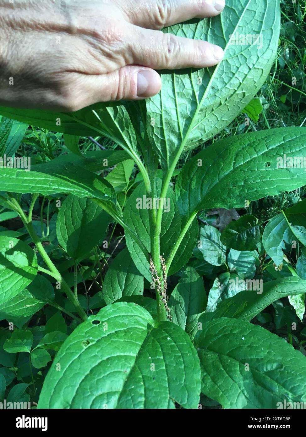 virginia stickseed (Hackelia virginiana) Plantae Stock Photo - Alamy