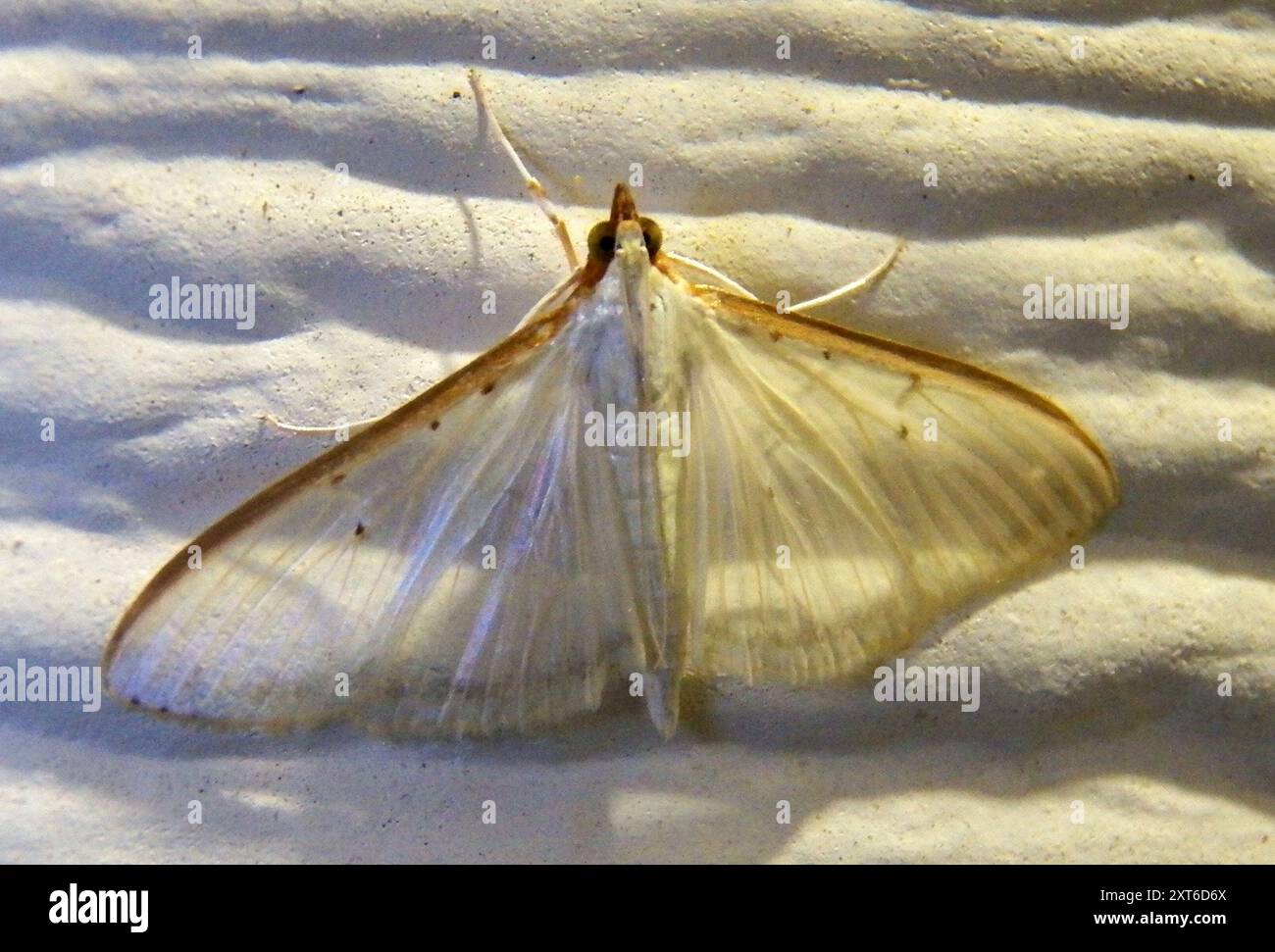 Four-spotted Palpita Moth (Palpita quadristigmalis) Insecta Stock Photo ...