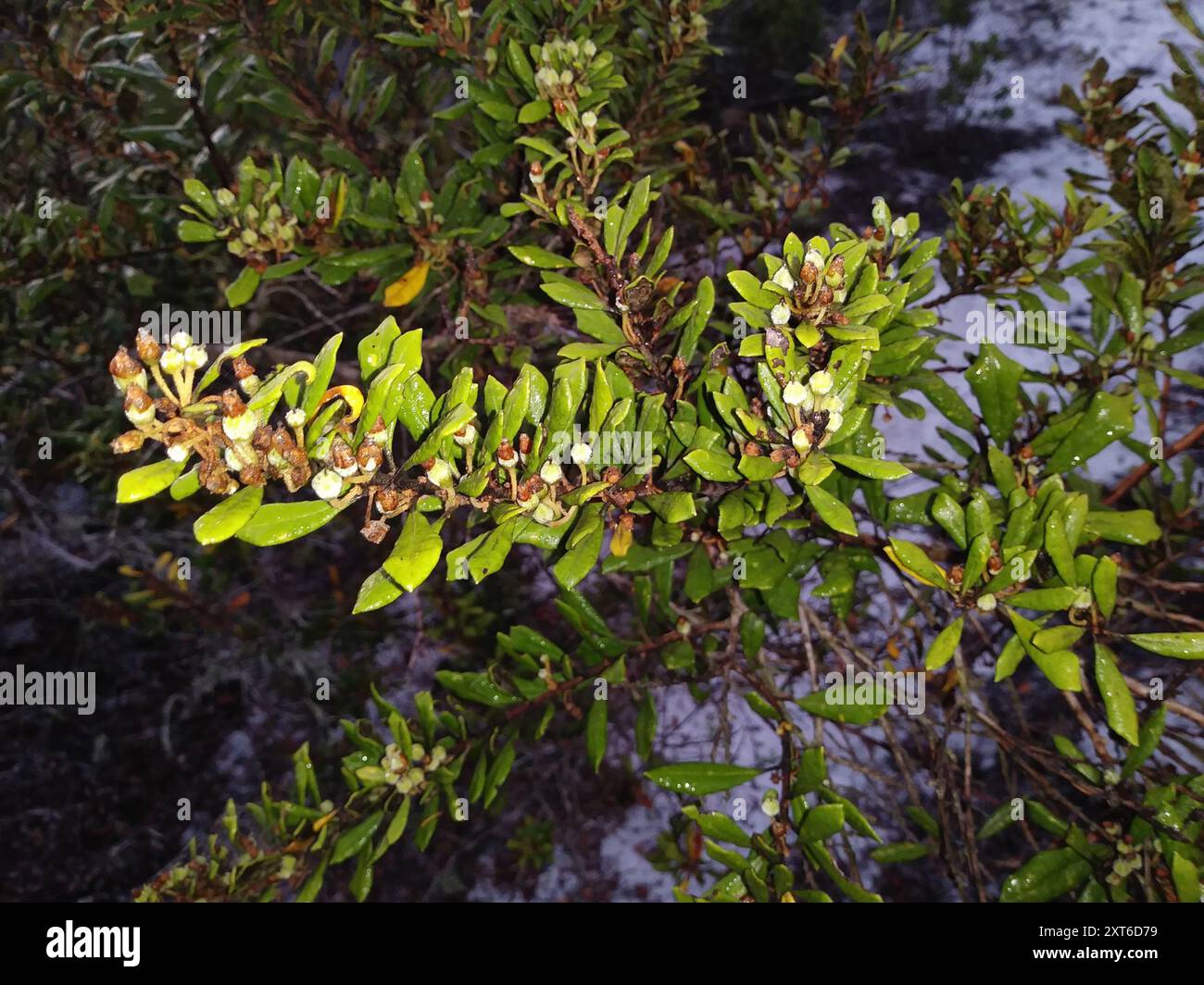 rusty staggerbush (Lyonia ferruginea) Plantae Stock Photo - Alamy