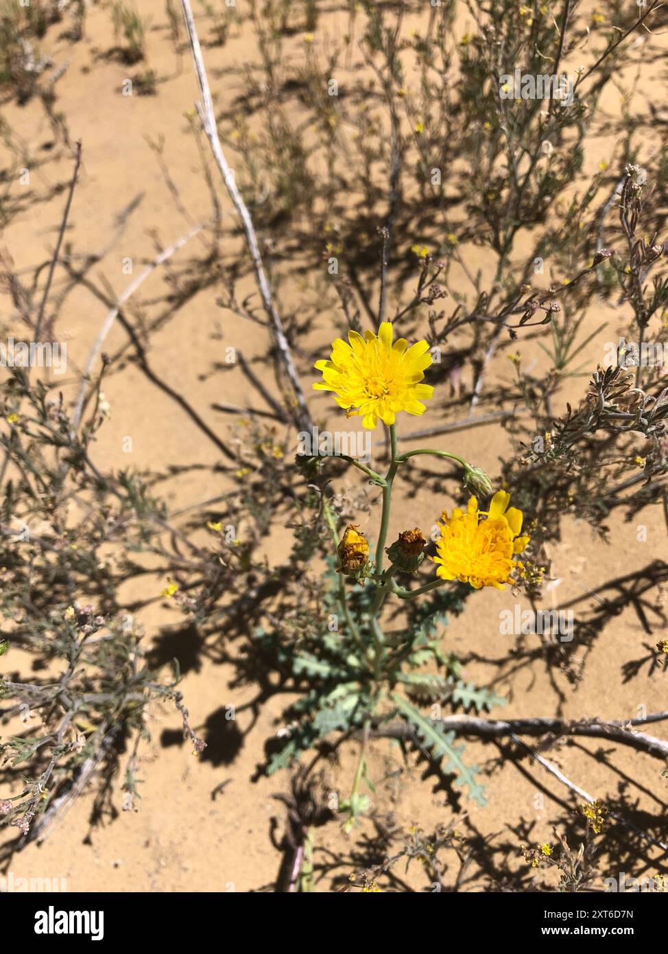 Western Hawksbeard (Crepis occidentalis) Plantae Stock Photo - Alamy