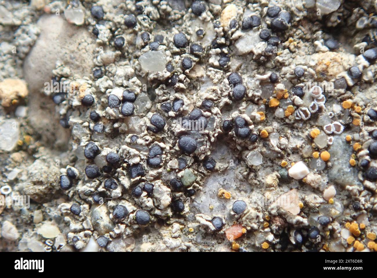 Frosted Grain-spored Lichen (Sarcogyne regularis) Fungi Stock Photo - Alamy