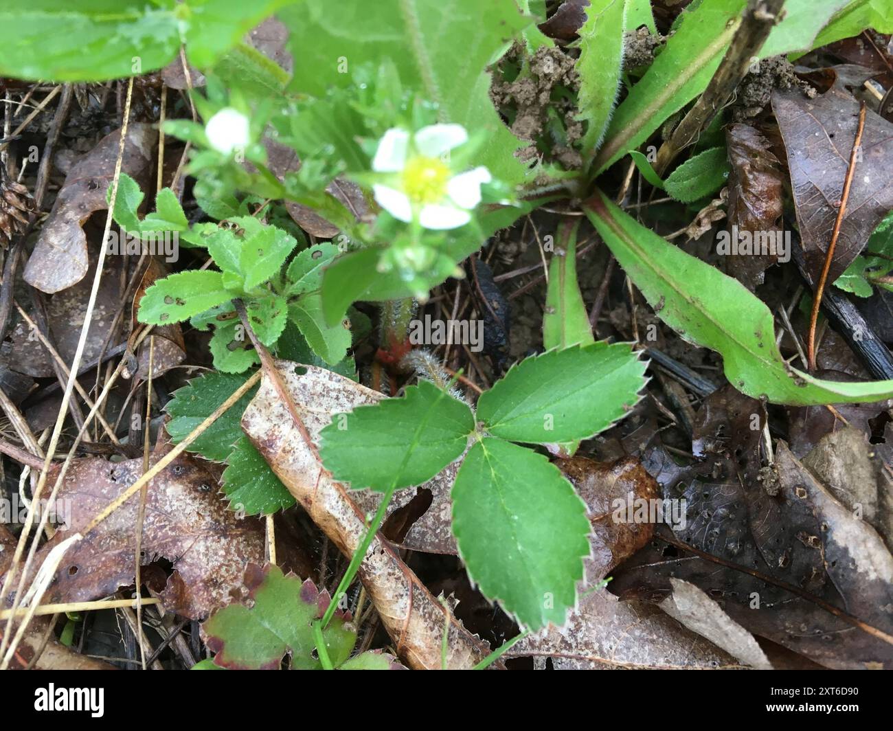 Virginia strawberry (Fragaria virginiana) Plantae Stock Photo - Alamy