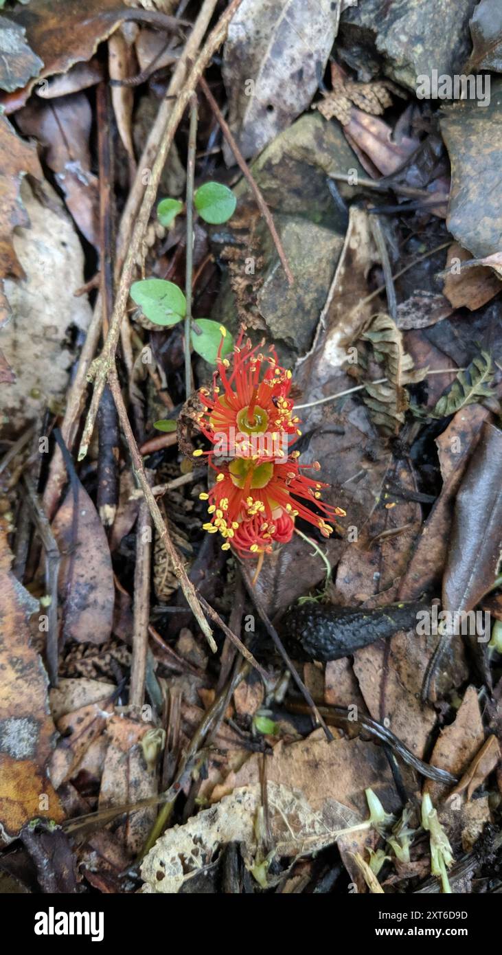 Scarlet rātā vine (Metrosideros fulgens) Plantae Stock Photo - Alamy