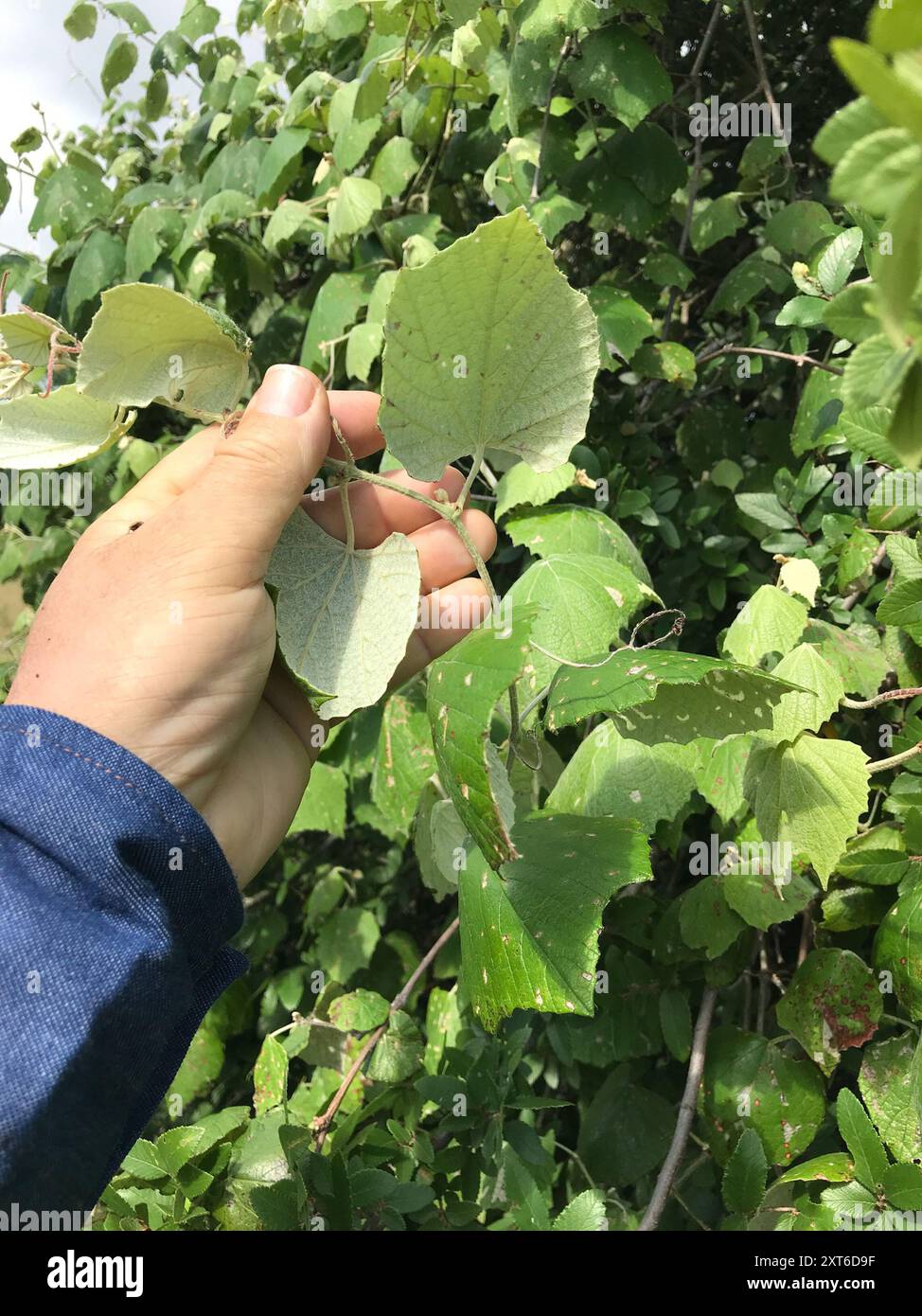 mustang grape (Vitis mustangensis) Plantae Stock Photo - Alamy