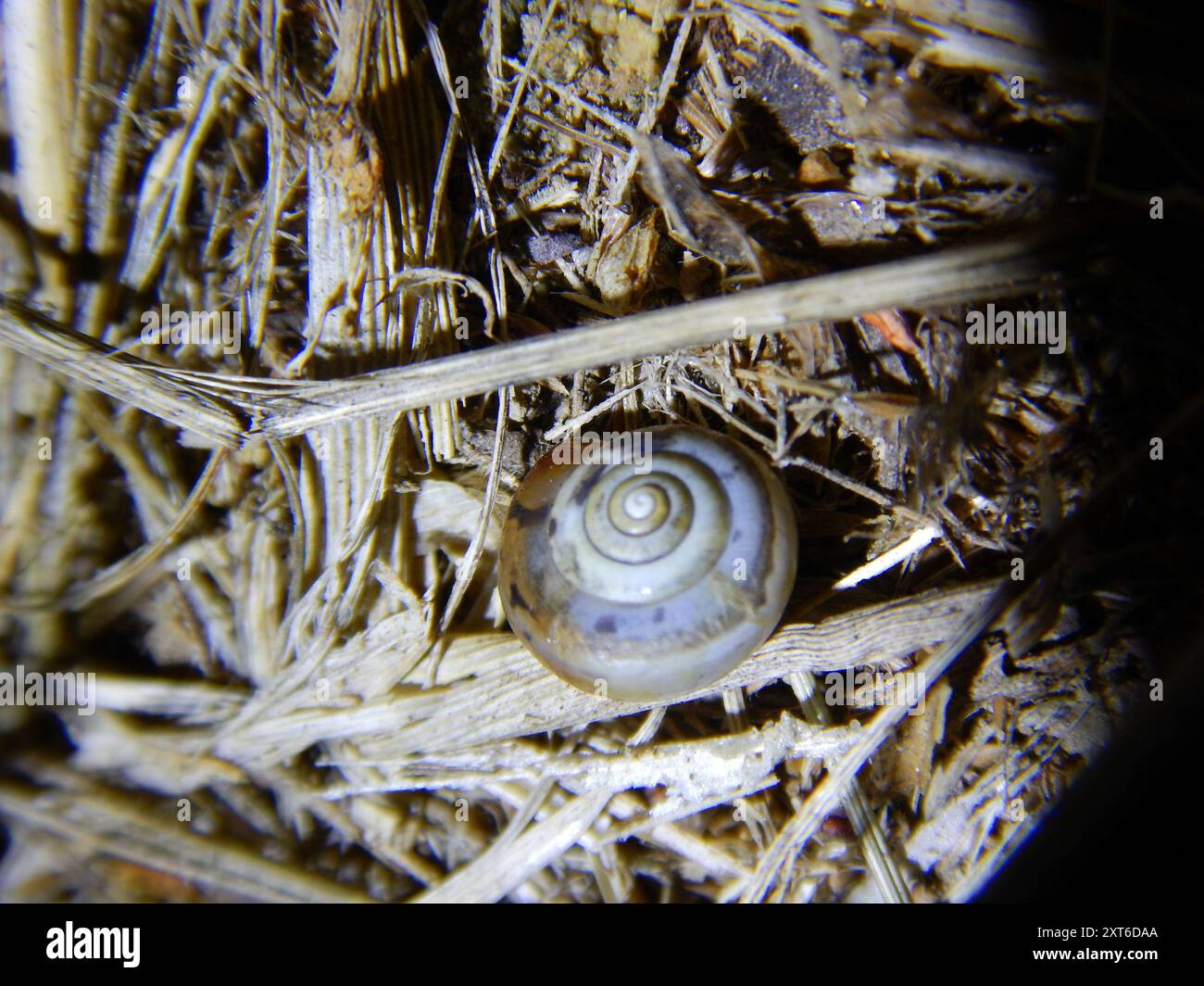 Monacha cartusiana hi-res stock photography and images - Alamy