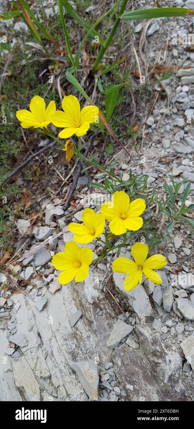 (Linum tauricum) Plantae Stock Photo - Alamy