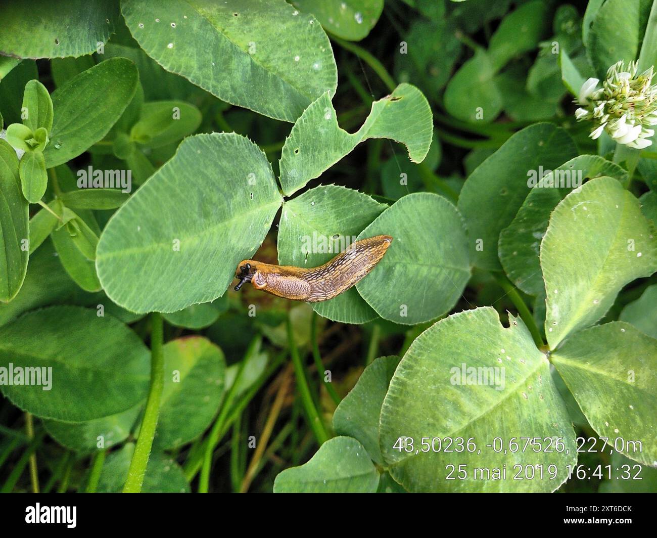 Roundback Slugs (Arionidae) Mollusca Stock Photo - Alamy