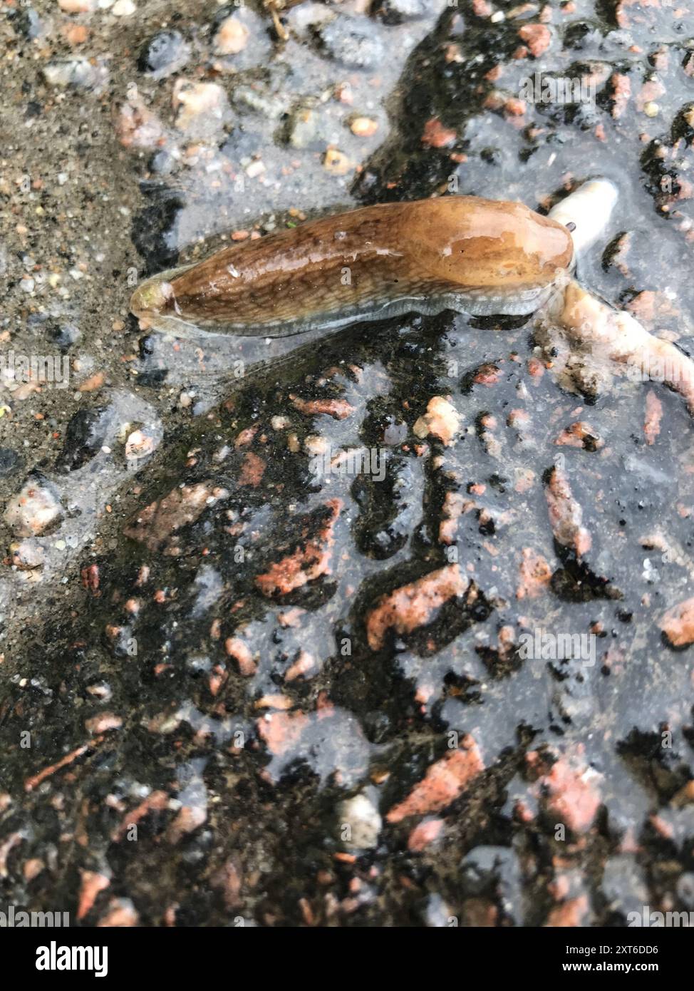 Dusky slug hi-res stock photography and images - Alamy