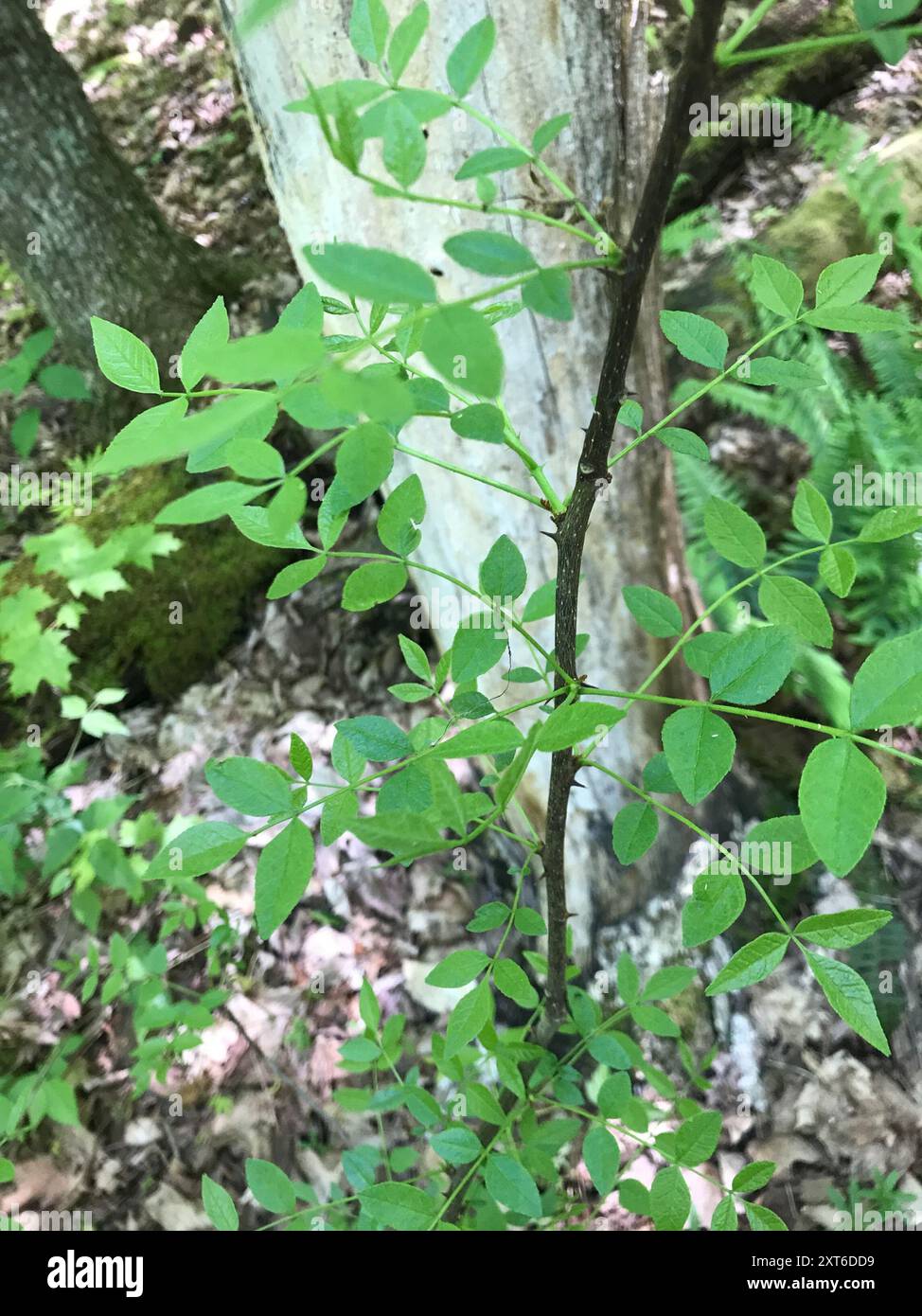 common prickly ash (Zanthoxylum americanum) Plantae Stock Photo - Alamy