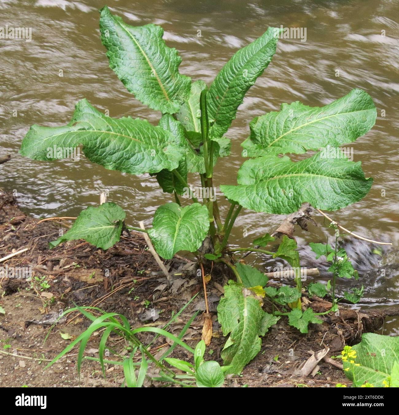broad-leaved dock (Rumex obtusifolius) Plantae Stock Photo - Alamy