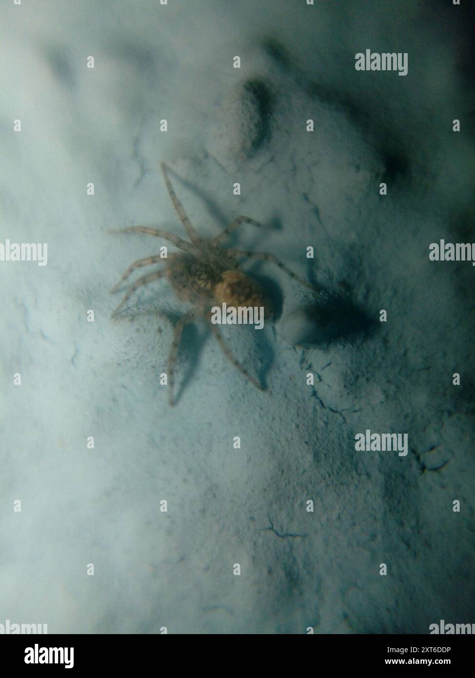 Wall Spiders (Oecobius) Arachnida Stock Photo - Alamy