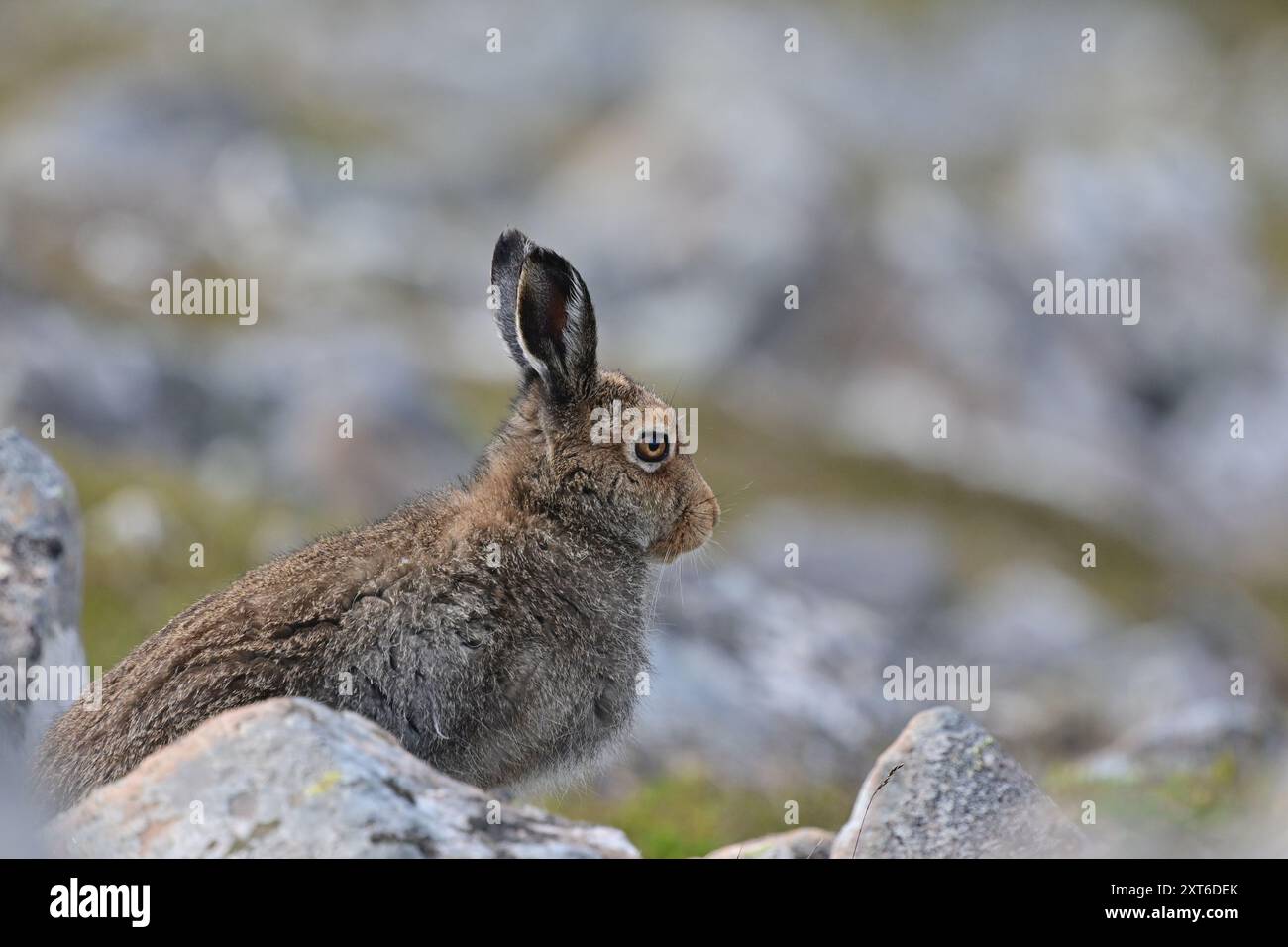 Mountain hare Lepus timidus Stock Photo - Alamy