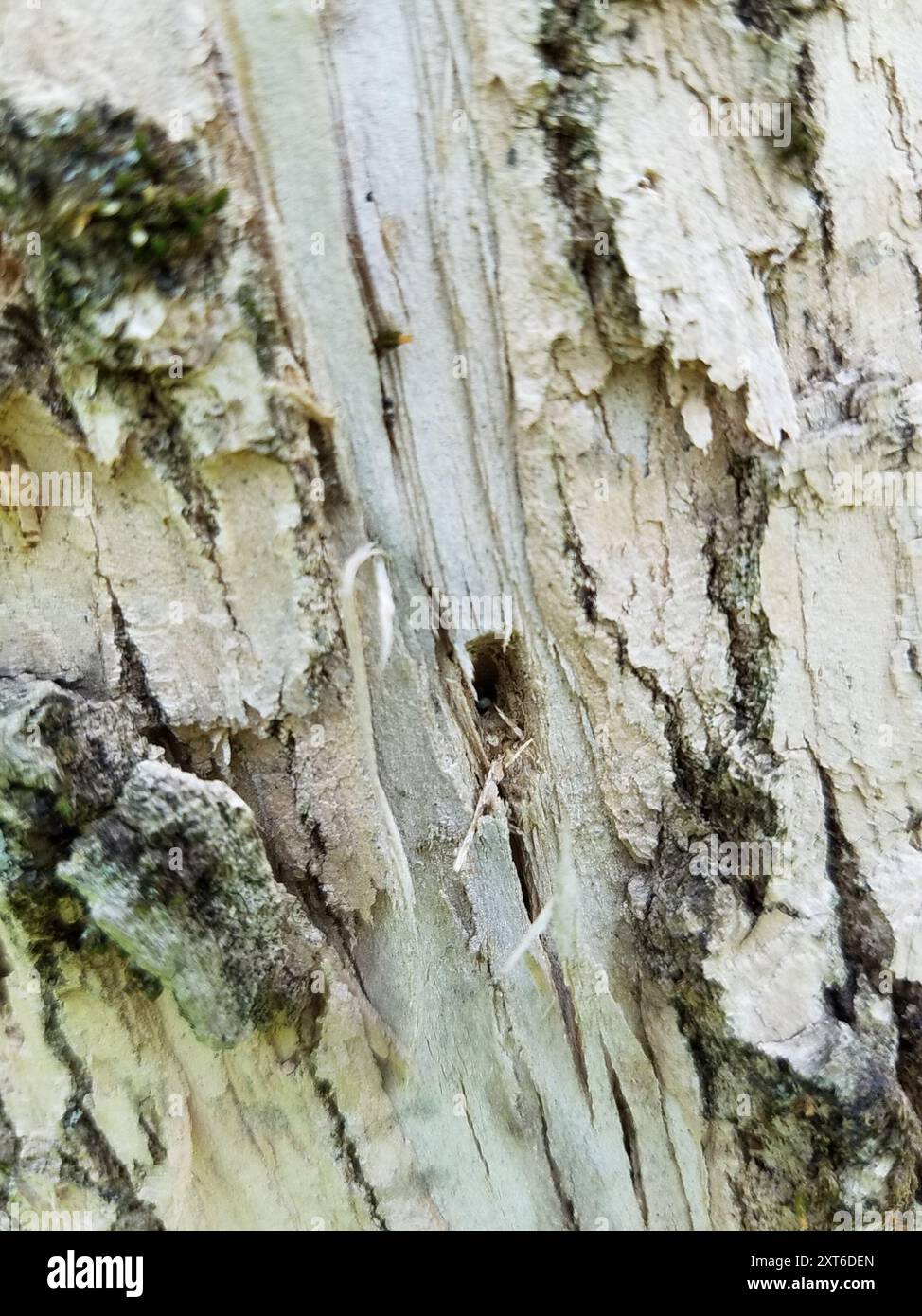 Emerald Ash Borer (Agrilus planipennis) Insecta Stock Photo - Alamy