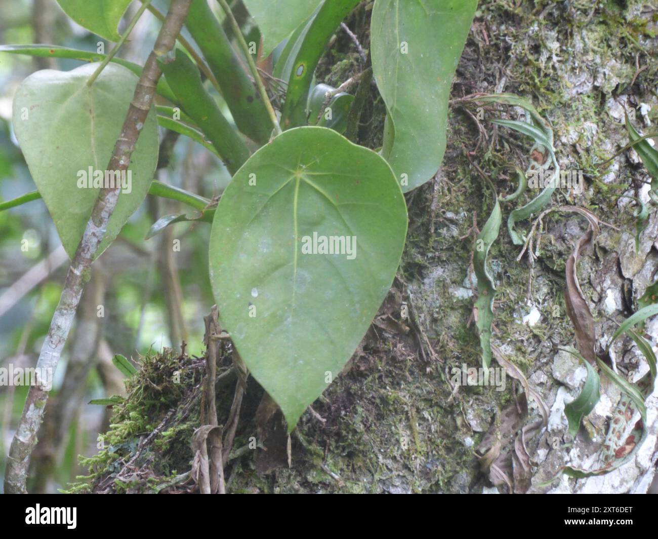 plants (Plantae) Plantae Stock Photo - Alamy