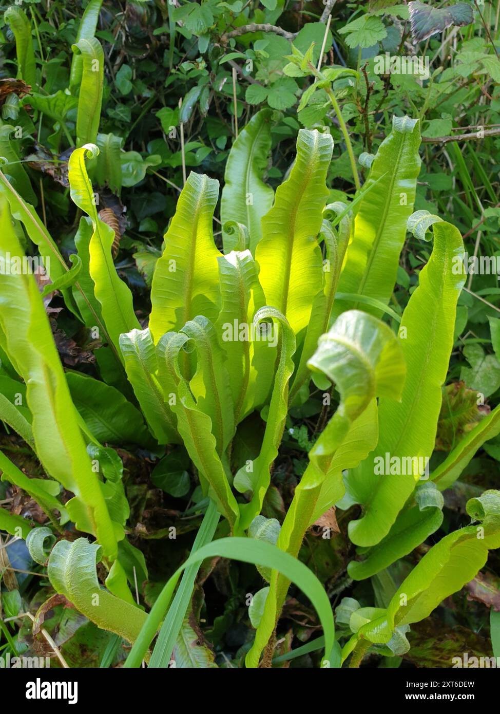 Hart's-tongue fern (Asplenium scolopendrium) Plantae Stock Photo - Alamy