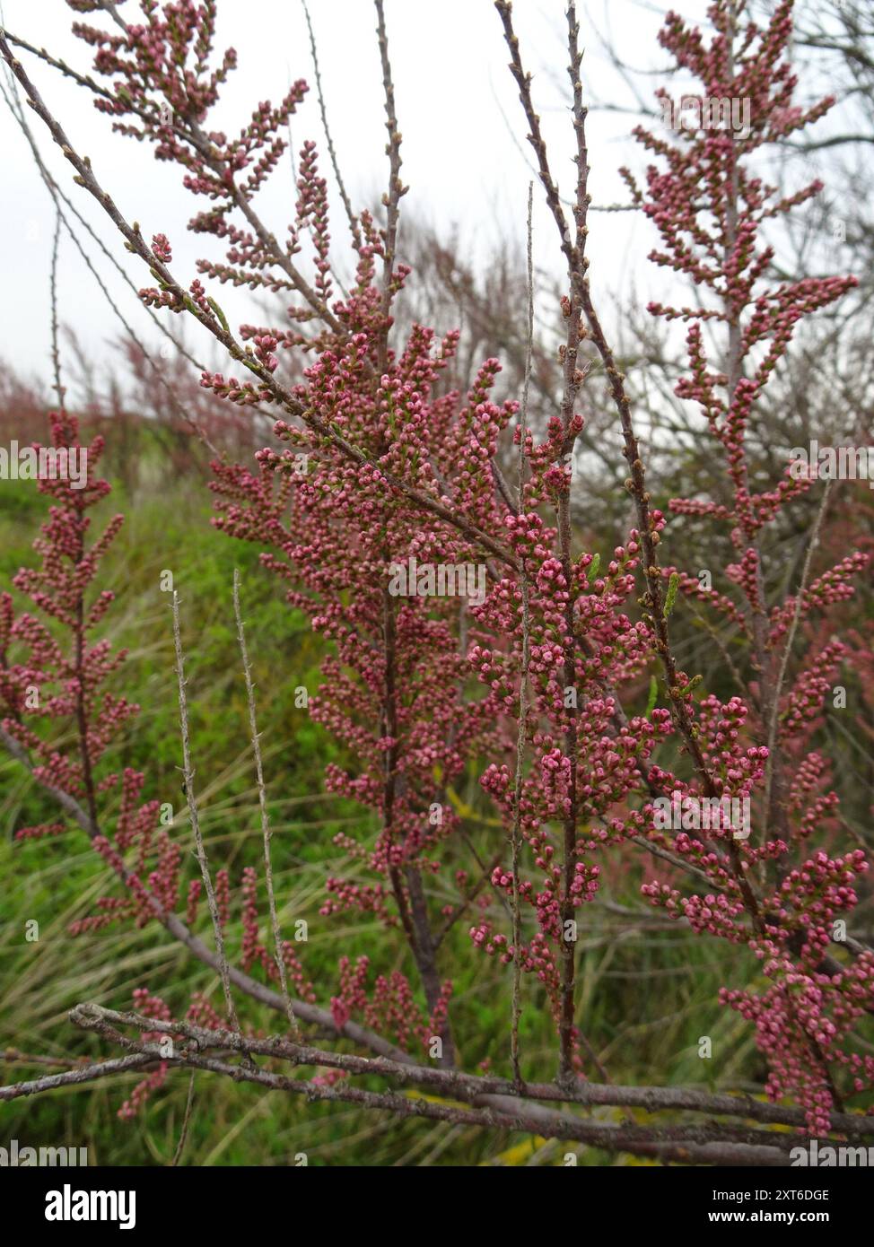 Tamarisks (Tamarix) Plantae Stock Photo - Alamy