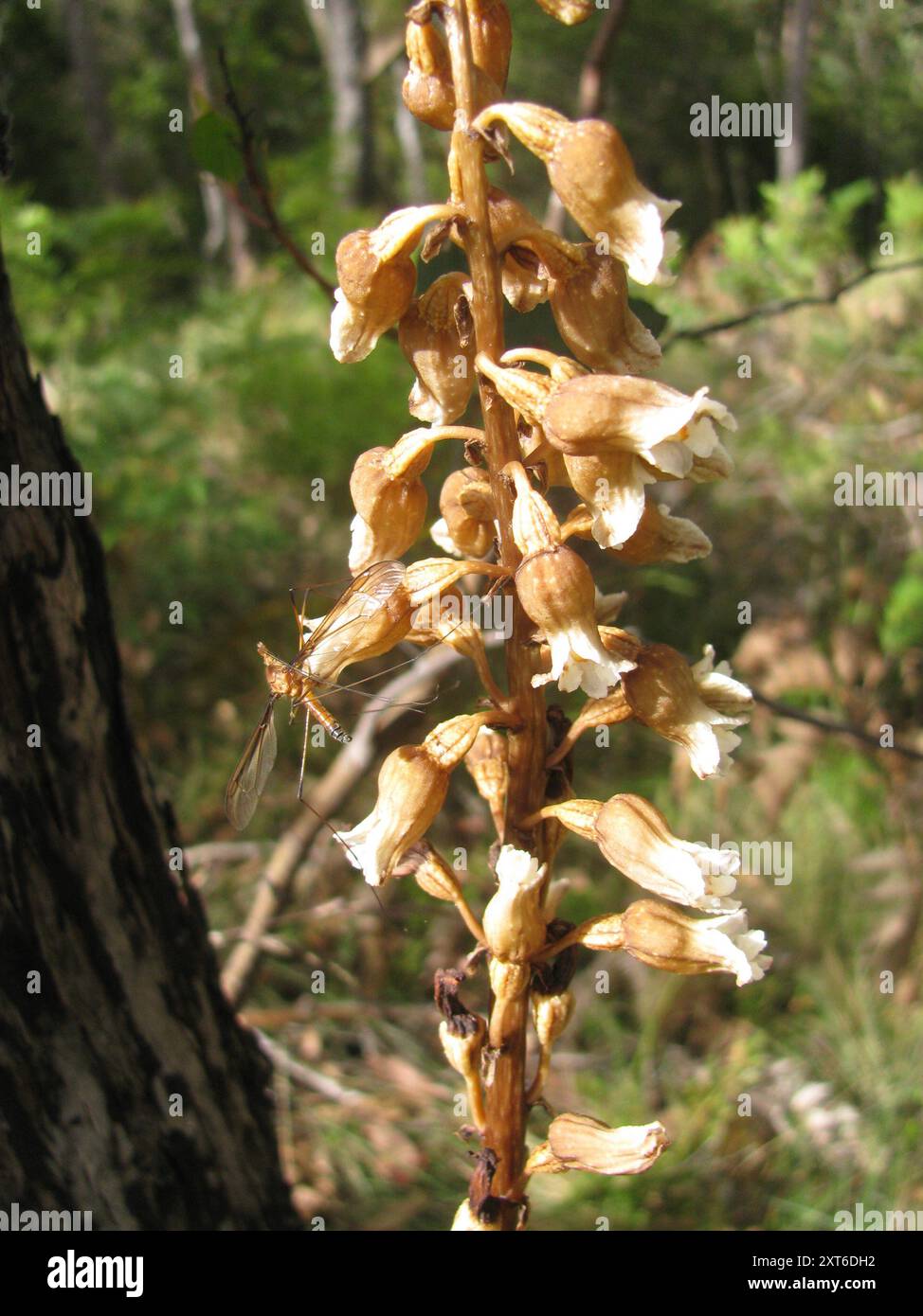 tall potato orchid (Gastrodia procera) Plantae Stock Photo - Alamy