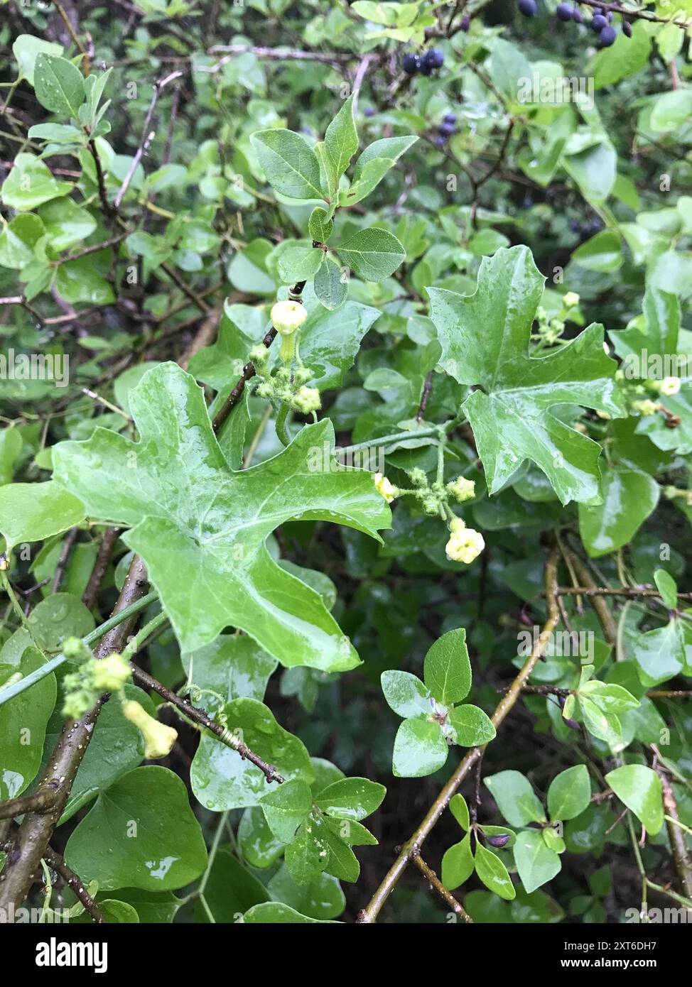 snake apple (Ibervillea lindheimeri) Plantae Stock Photo - Alamy