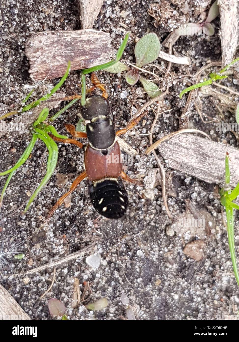 (Staphylinus dimidiaticornis) Insecta Stock Photo - Alamy