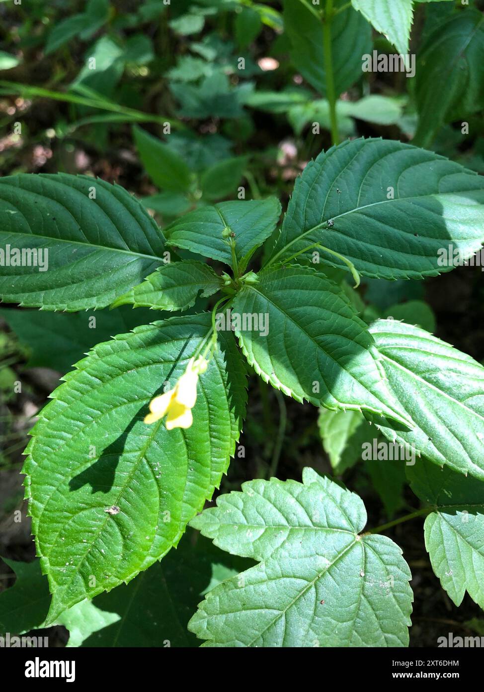 small balsam (Impatiens parviflora) Plantae Stock Photo - Alamy
