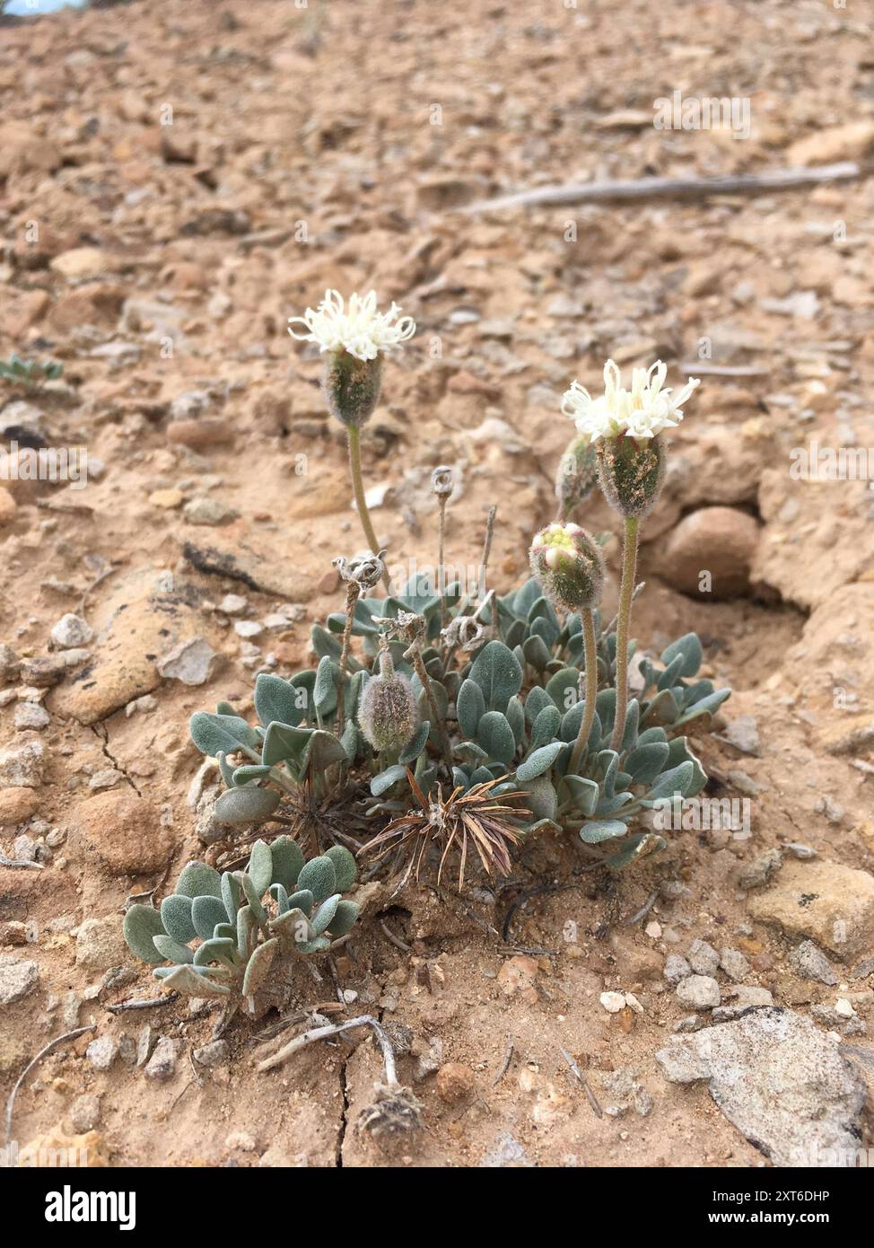 fullstem (Chamaechaenactis scaposa) Plantae Stock Photo - Alamy